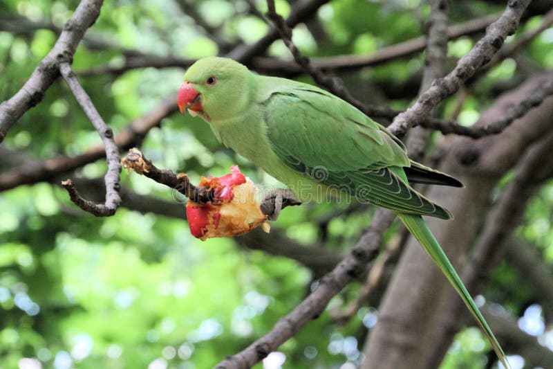 A View of a Ring Necked Parakeet Stock Photo - Image of wild, outdoor ...