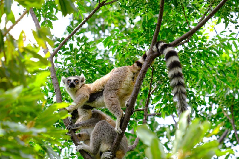 View of Ring-tailed Lemurs Perching on Tree Branch Stock Photo - Image ...