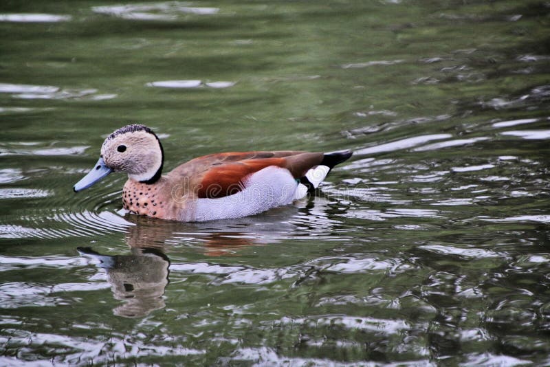 A View of a Ringed Teal Duck Stock Image - Image of ringed, ducks ...