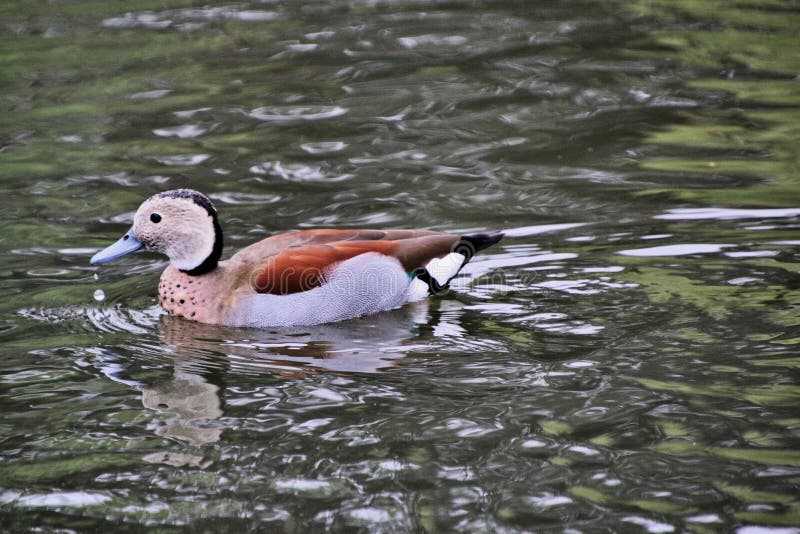 A View of a Ringed Teal Duck Stock Photo - Image of reserve, nature ...