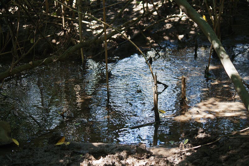 RIPPLES on a STREAM of WATER Stock Photo - Image of flowing, summer ...