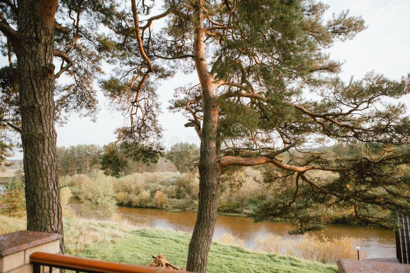 View on the River from the Balcony in the Pine Forest Stock Photo ...