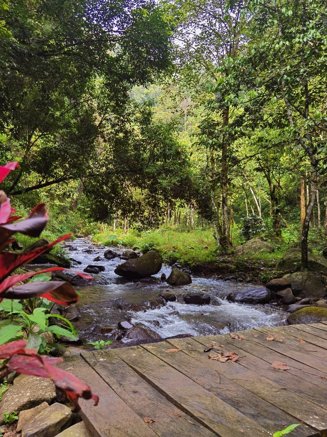 View of the River with Clear Water from the Top of the Wooden Bridge ...
