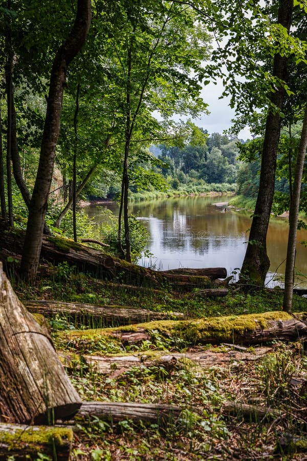 A View of the River from the Coast through the Trees Stock Photo ...