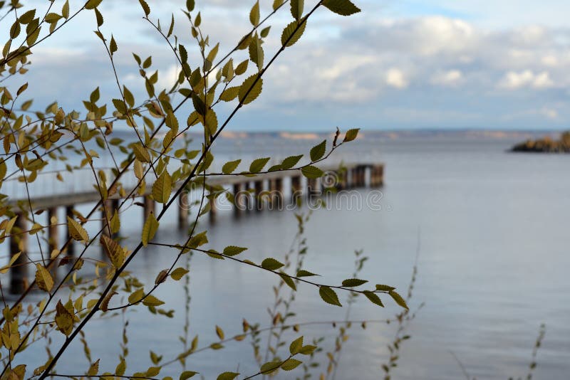 View on the River through Elm Twigs with Leaves Stock Image - Image of ...