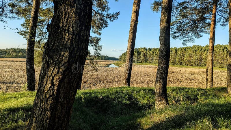 The View from a Clearing in the Forest. Stock Photo - Image of white ...