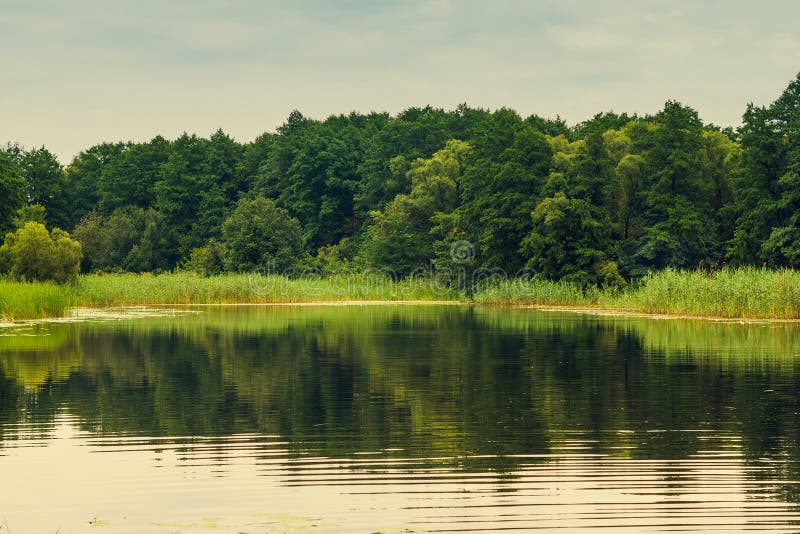View of River on Forest Backgrounds Stock Photo - Image of nature, lush ...