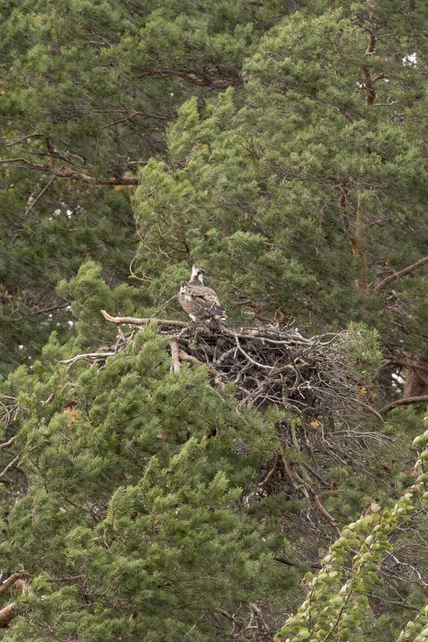 View of a river hawk stock photo. Image of nest, boat - 241439884