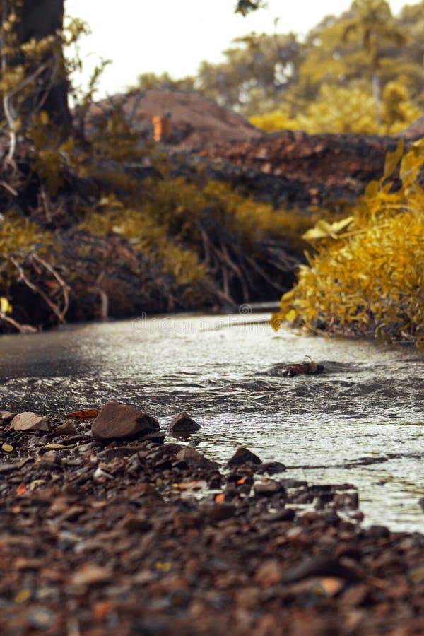 View of a River with Rock Pebbles in a Forest with Bushes Stock Photo ...