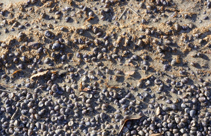 Top View of the River Sand Dotted with a Bunch of Shells Stock Photo ...
