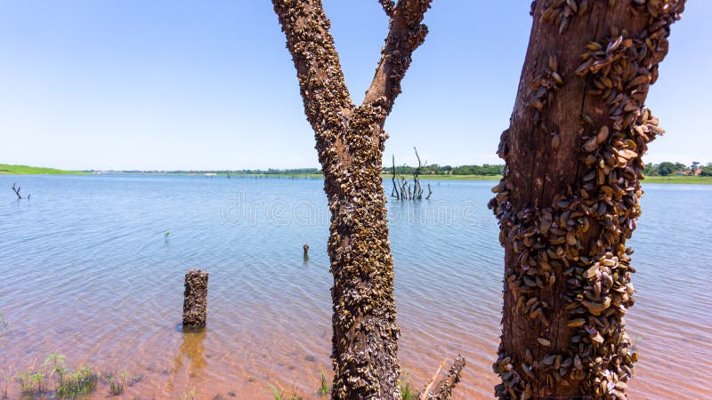 View of the River and Shellfish Tree Stock Image - Image of river, tree ...