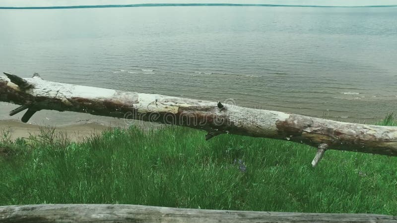 View of the River from the Shore. Camera Movement from Bottom To Top ...