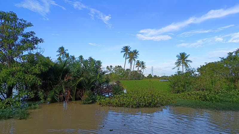 The View on the River of the Swamp Area and Rice Fields Stock Photo ...