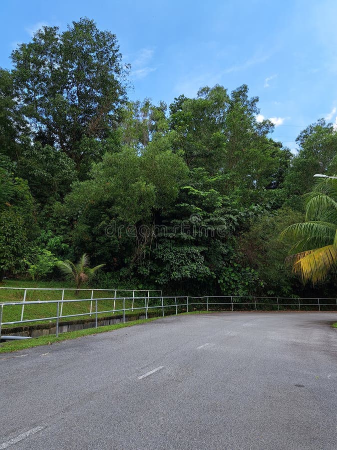 A View of Road and Big Green Trees Stock Photo - Image of view, green ...