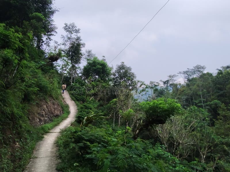 View of the Road on the Edge of a Forest Ravine Stock Photo - Image of ...