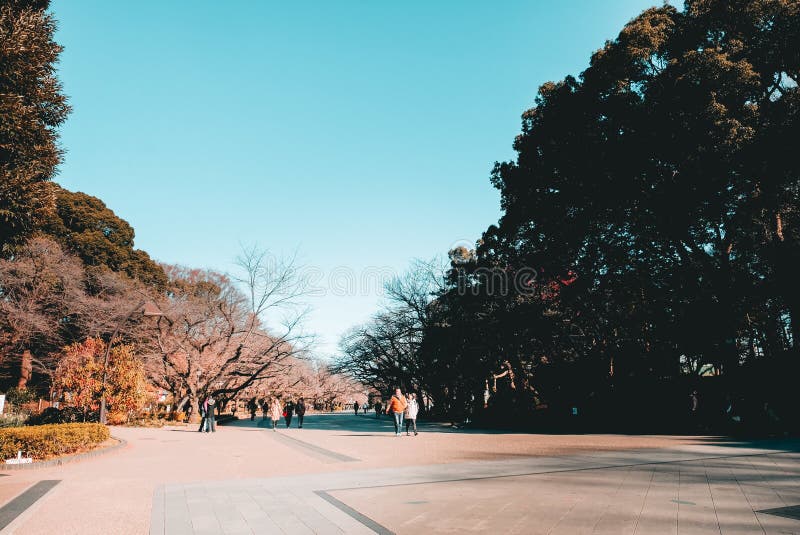 View of a Road Lined with Trees with People Walking Stock Photo - Image ...