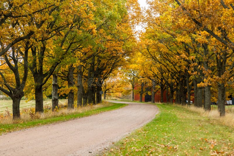 View of Road with Oak Trees Alley at Autumn Stock Photo - Image of ...