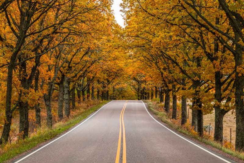 View of Road with Oak Trees Alley at Autumn Stock Image - Image of ...