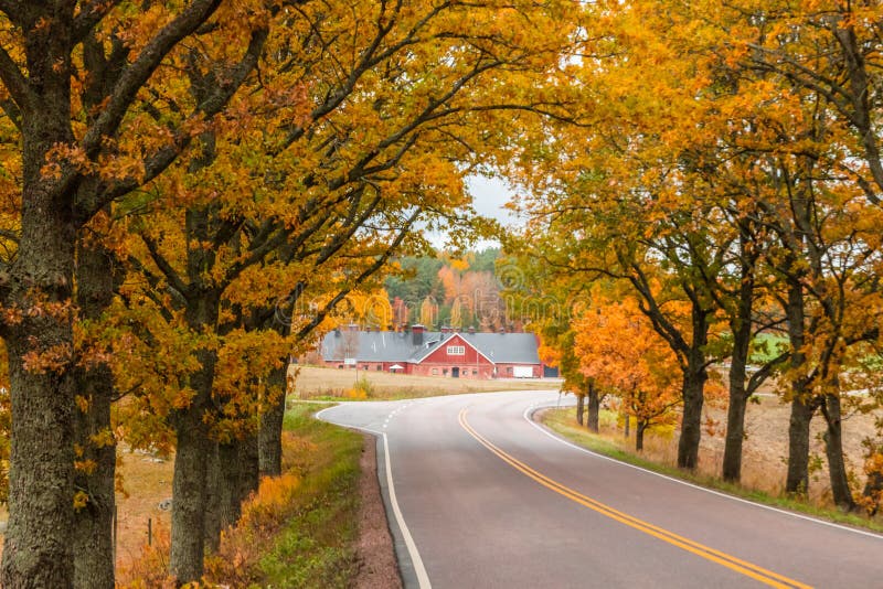 View of Road with Oak Trees Alley at Autumn Stock Photo - Image of ...