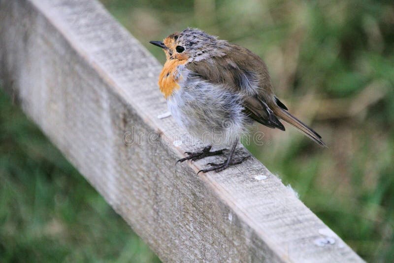 A View of Robin Hood`s Bay, a Picturesque Old Fishing Village on the ...