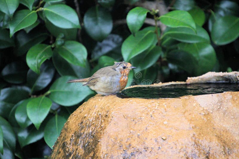 A view of a Robin stock image. Image of bird, bath, nature - 213577187