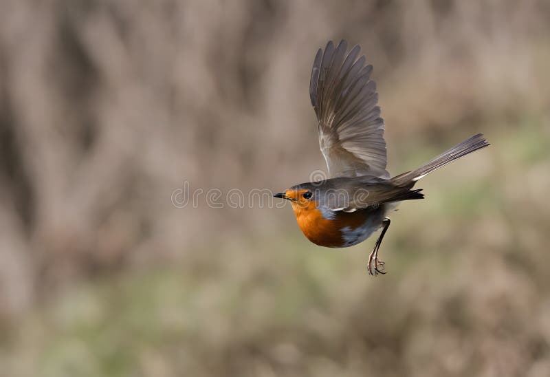 A View of a Robin in Flight Stock Illustration - Illustration of shorebird, insect: 312004108