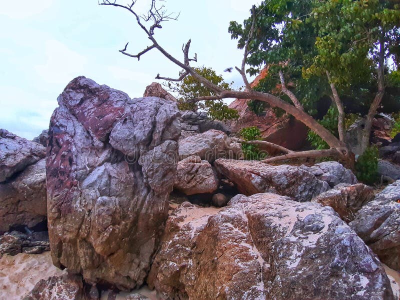 Rocks and branchs stock photo. Image of branchs, cliff - 250709734