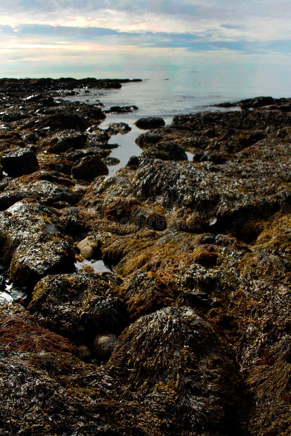 Tide Pools On Beach Shoreline Stock Image - Image of coastline, outside ...