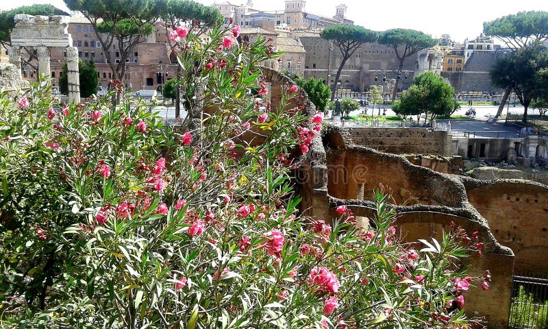 View of the Roman Forum and Flowering Tree. Stock Photo - Image of ...