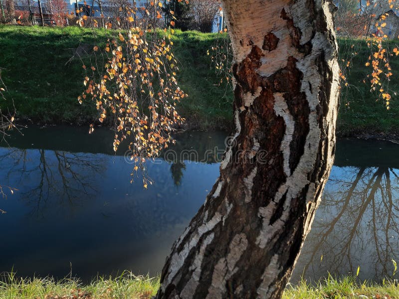 View of Romantic Park Small Tree on River Side Stock Image - Image of ...