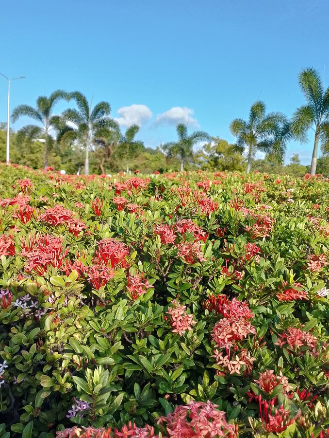 View of Rongon Flower Landscape. Abstract Sky Background Stock Photo ...