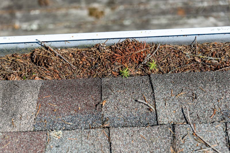 View from Rooftop of Asphalt Roof Shingles and Gutter Filled with Tree ...