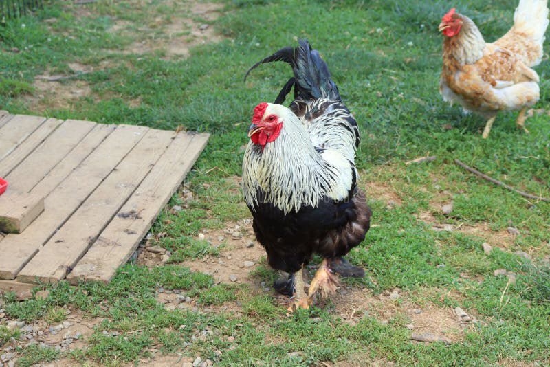 View of Rooster and Hens in Grassland Stock Photo - Image of nature ...