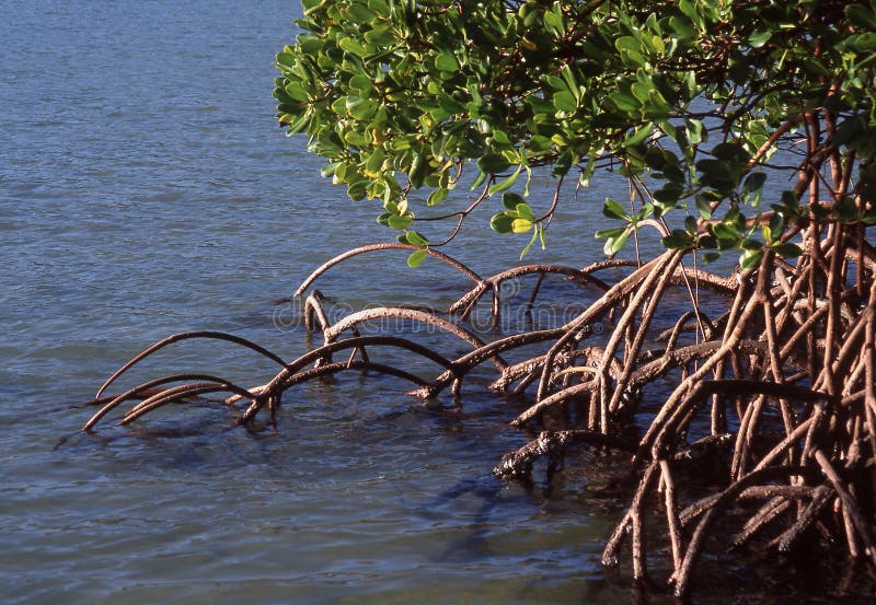 View of the Root System of Mangrove Plants Stock Photo - Image of flora, plant: 239952140