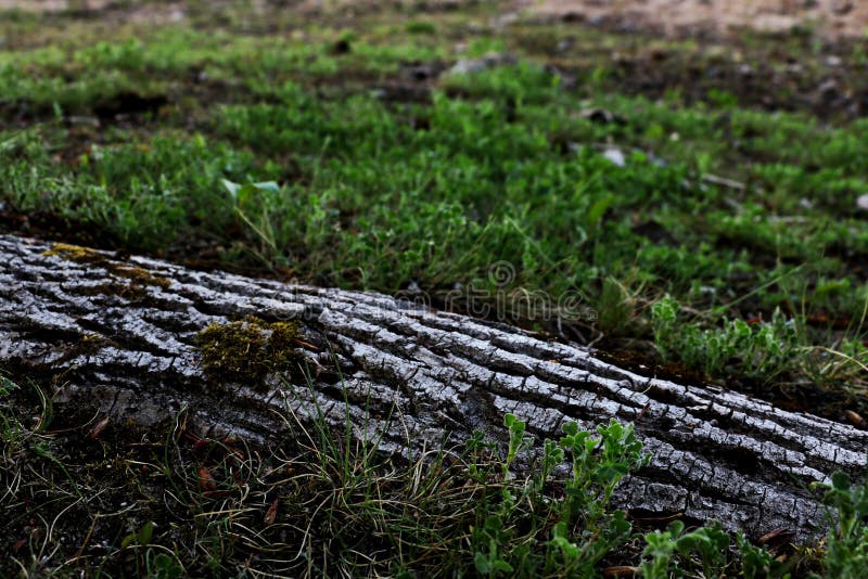 View of the Root of the Tree, Which is Visible from the Grass Stock ...