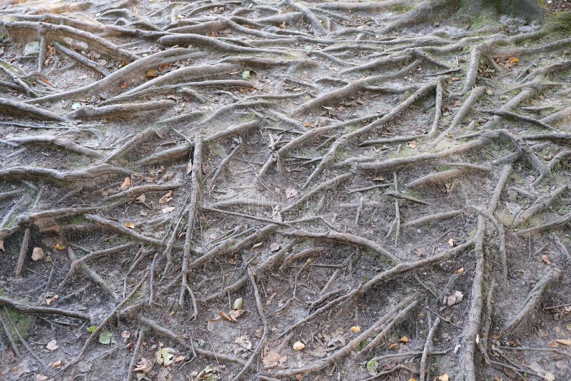 View Of Roots And A Tree Taken From Below Stock Image - Image of flower ...