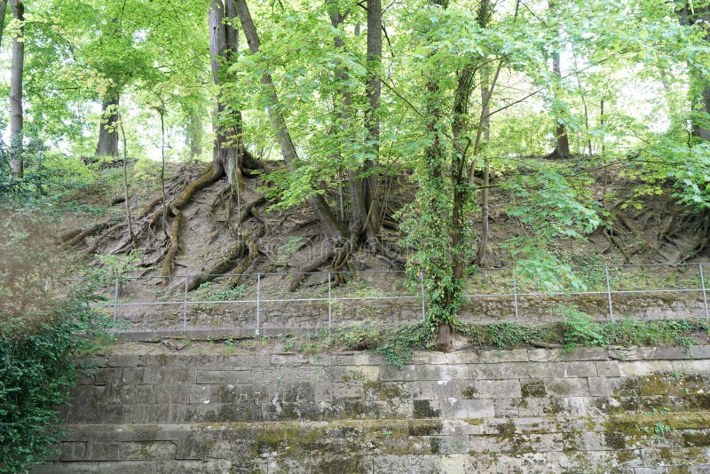 View of Roots and a Tree Taken from Below Stock Image - Image of flower ...