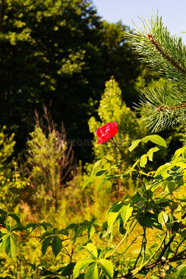 View of a Rose with a Forest in the Background Stock Photo - Image of ...