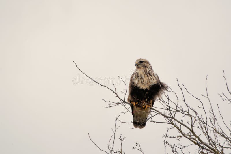 View of the Rough-footed Buzzard Perched on a Tree Branch Stock Image ...