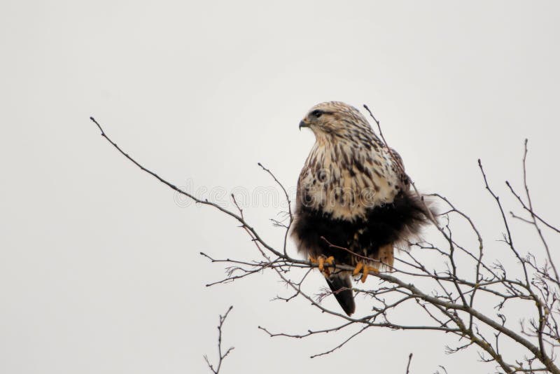 View of the Rough-footed Buzzard Perched on a Tree Branch Stock Photo ...