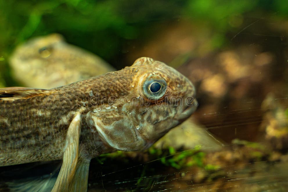 View of Round Goby at the Toronto Zoo Stock Image - Image of daytime ...