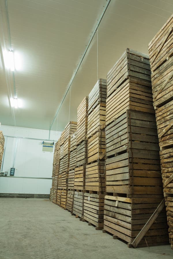 View on Row of Crate with Potato in Storage House Stock Image - Image ...