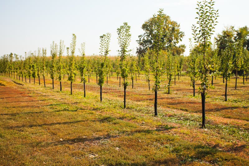Rows of Apple Trees in an Apple Orchard on a Background of Green Grass ...
