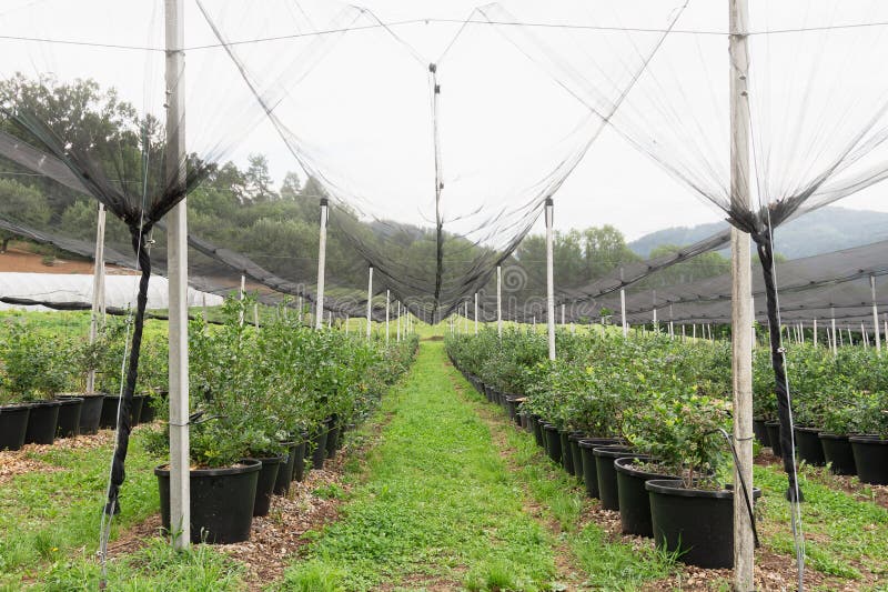 View of Rows of Blueberry Pots on a Farm Protected by a Black Net from ...