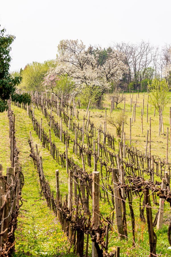 View of Rows of Grapevines in a Vineyard, Fields of Grass, Distant ...