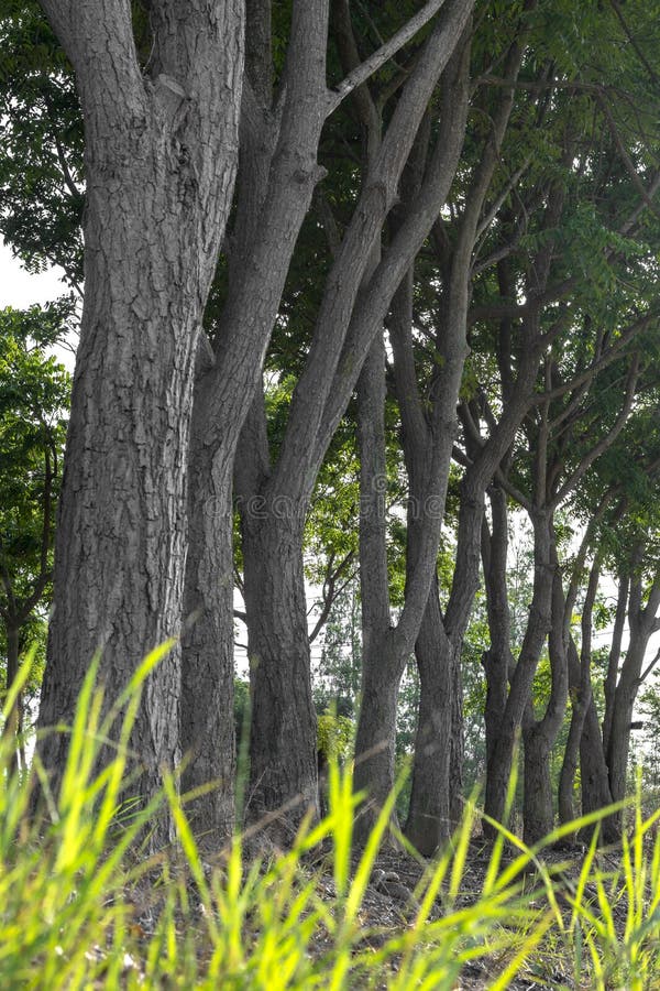 View of Rows of Neem Stems. Stock Photo - Image of leaves, plant: 120348938