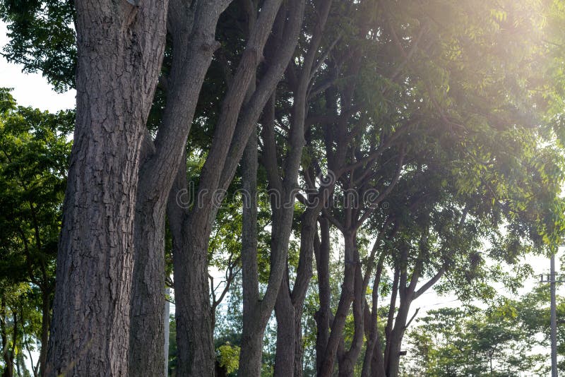 View of Rows of Neem Stems. Stock Photo - Image of leaves, plant: 120348938