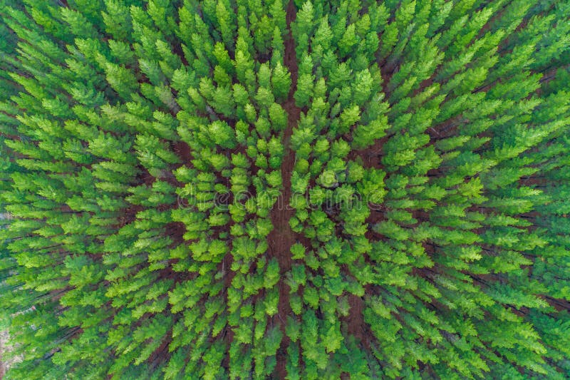 View of Rows of Pine Tree Tops. Stock Photo - Image of high, victoria ...