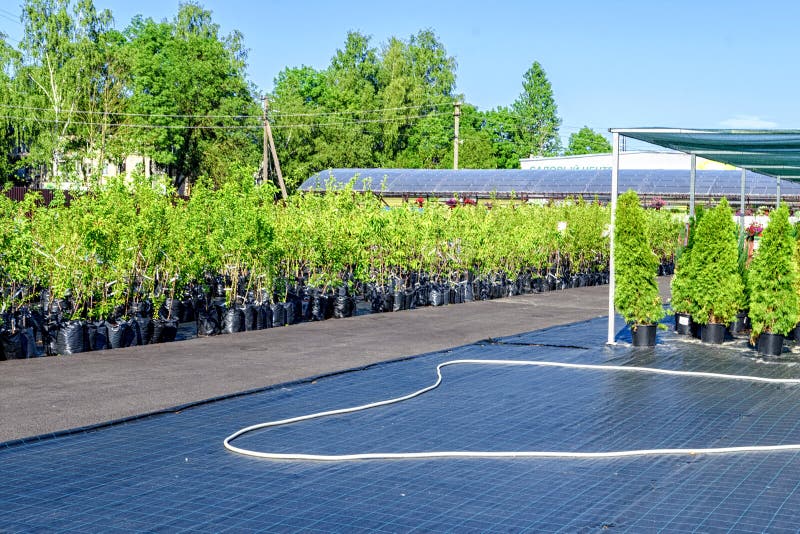 View in the Rows of a Tree Nursery with Numerous Fruit Trees and Shrubs ...