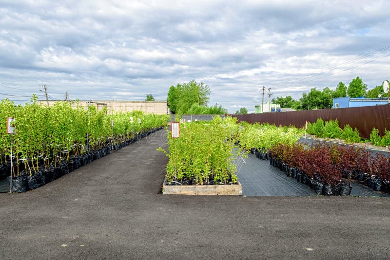View in the Rows of a Tree Nursery with Numerous Fruit Trees and Shrubs ...